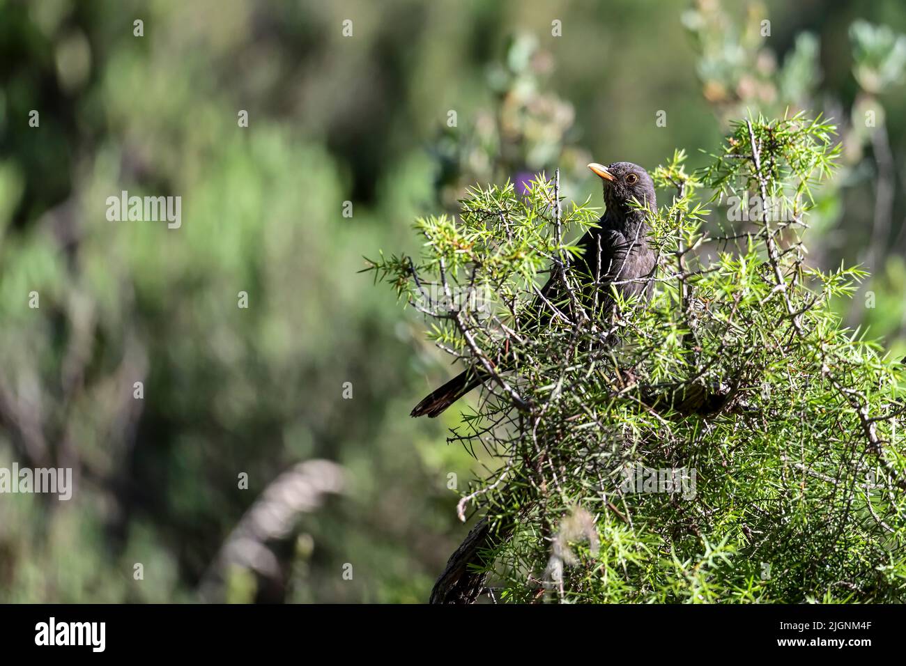 Turdus merula - The common blackbird is a species of passerine bird in ...