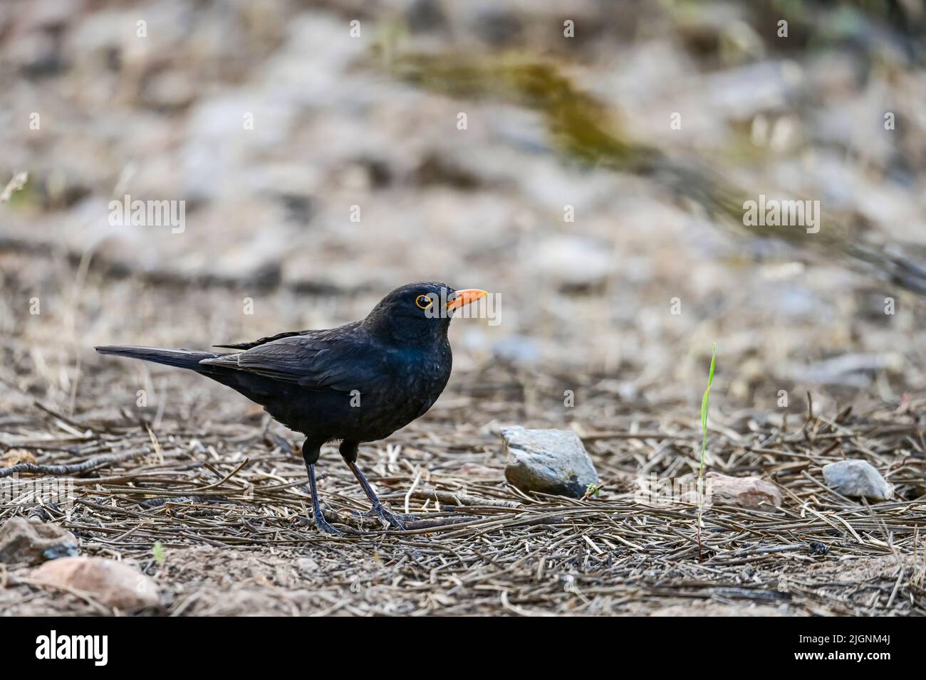 Turdus merula - The common blackbird is a species of passerine bird in ...