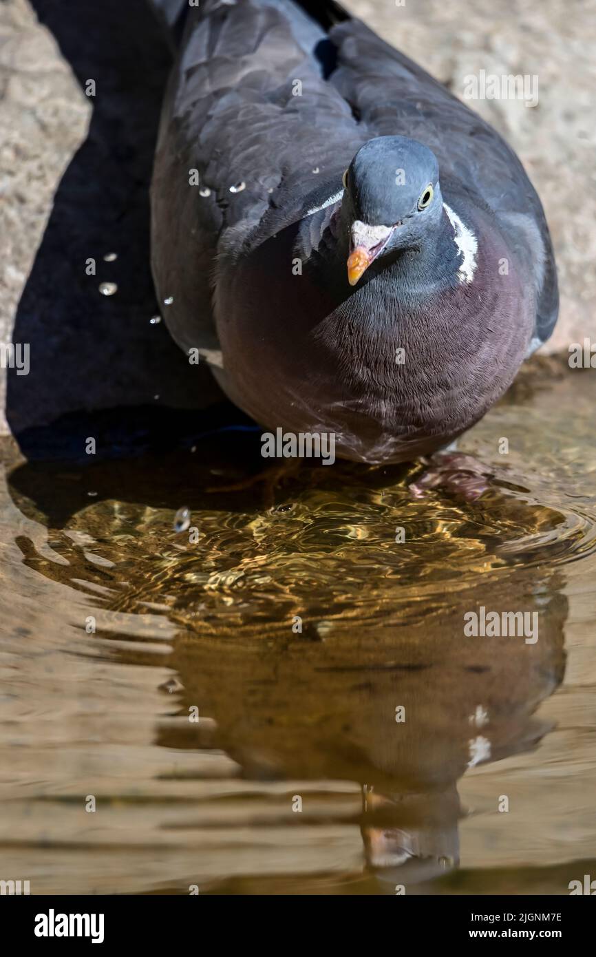 Columba palumbus - The wood pigeon is a species of columbiform bird in ...