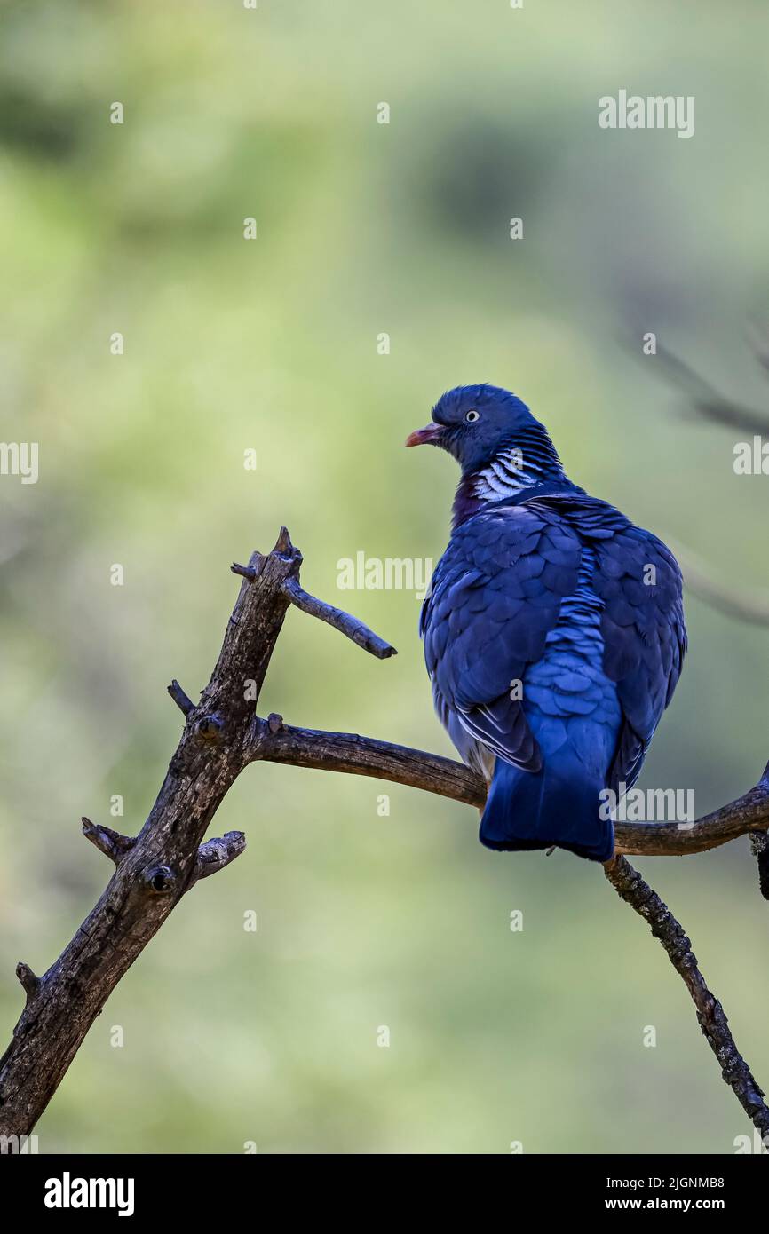 Columba palumbus - The wood pigeon is a species of columbiform bird in ...