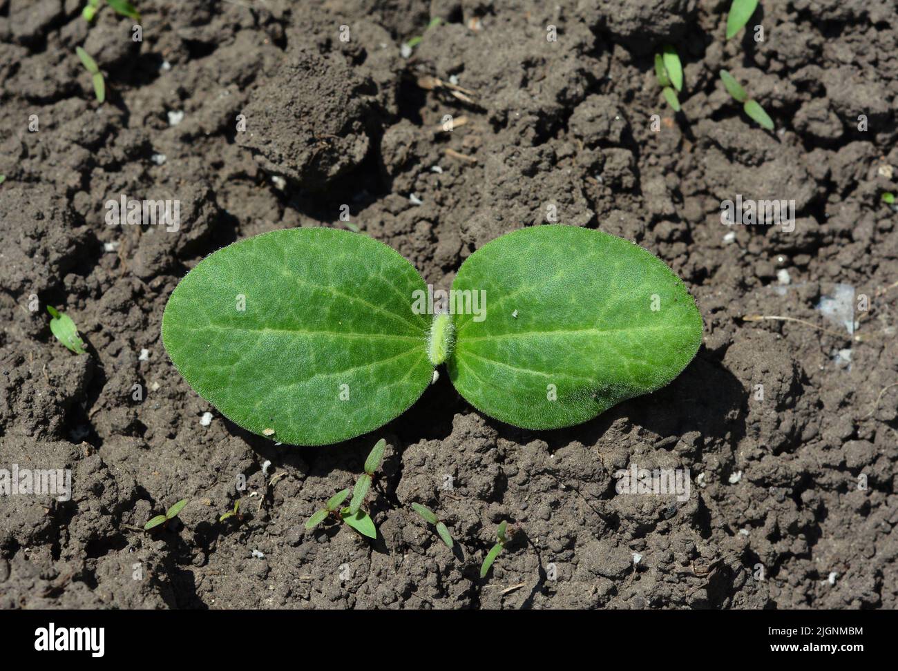 Growing Cucumbers Outdoors. Growing cucumbers on the ground Stock Photo ...