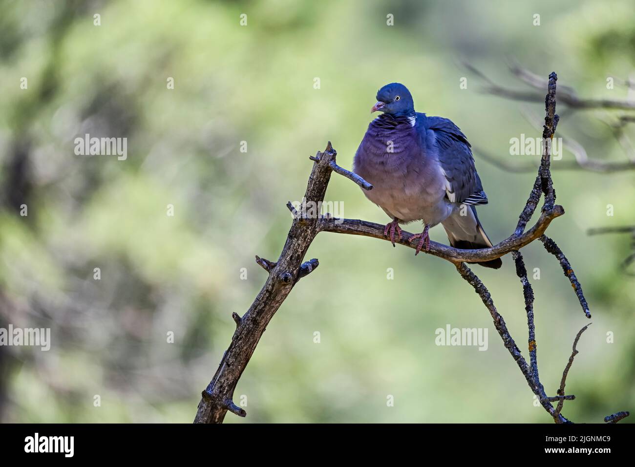 Columba palumbus - The wood pigeon is a species of columbiform bird in ...