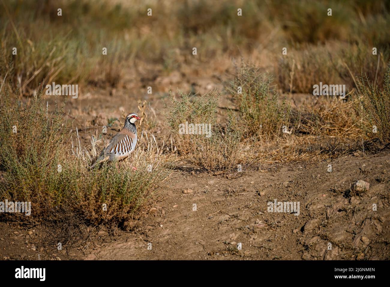 Red partridge or Alectoris rufa, galliform bird of the Phasianidae ...