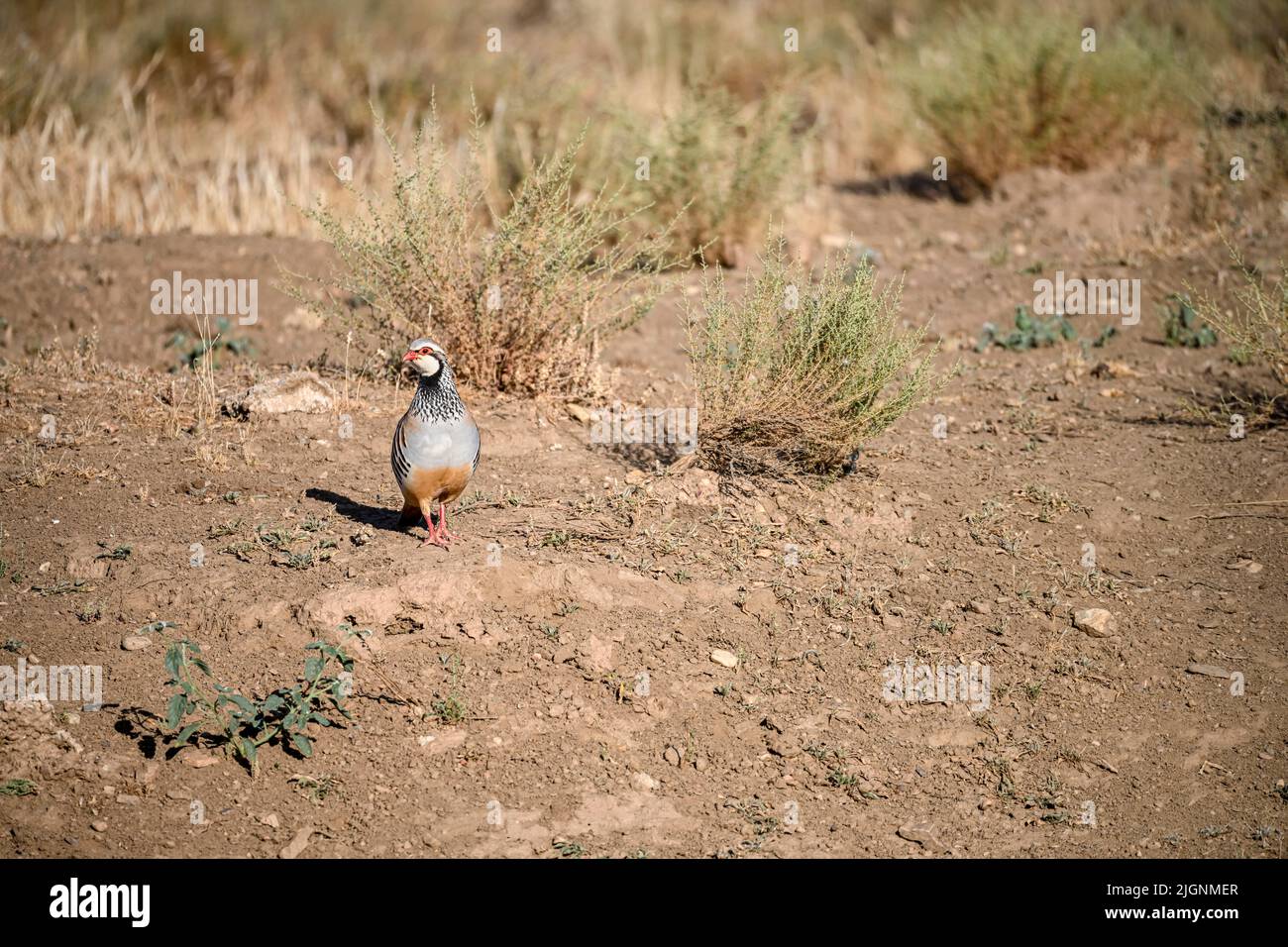 Red partridge or Alectoris rufa, galliform bird of the Phasianidae ...