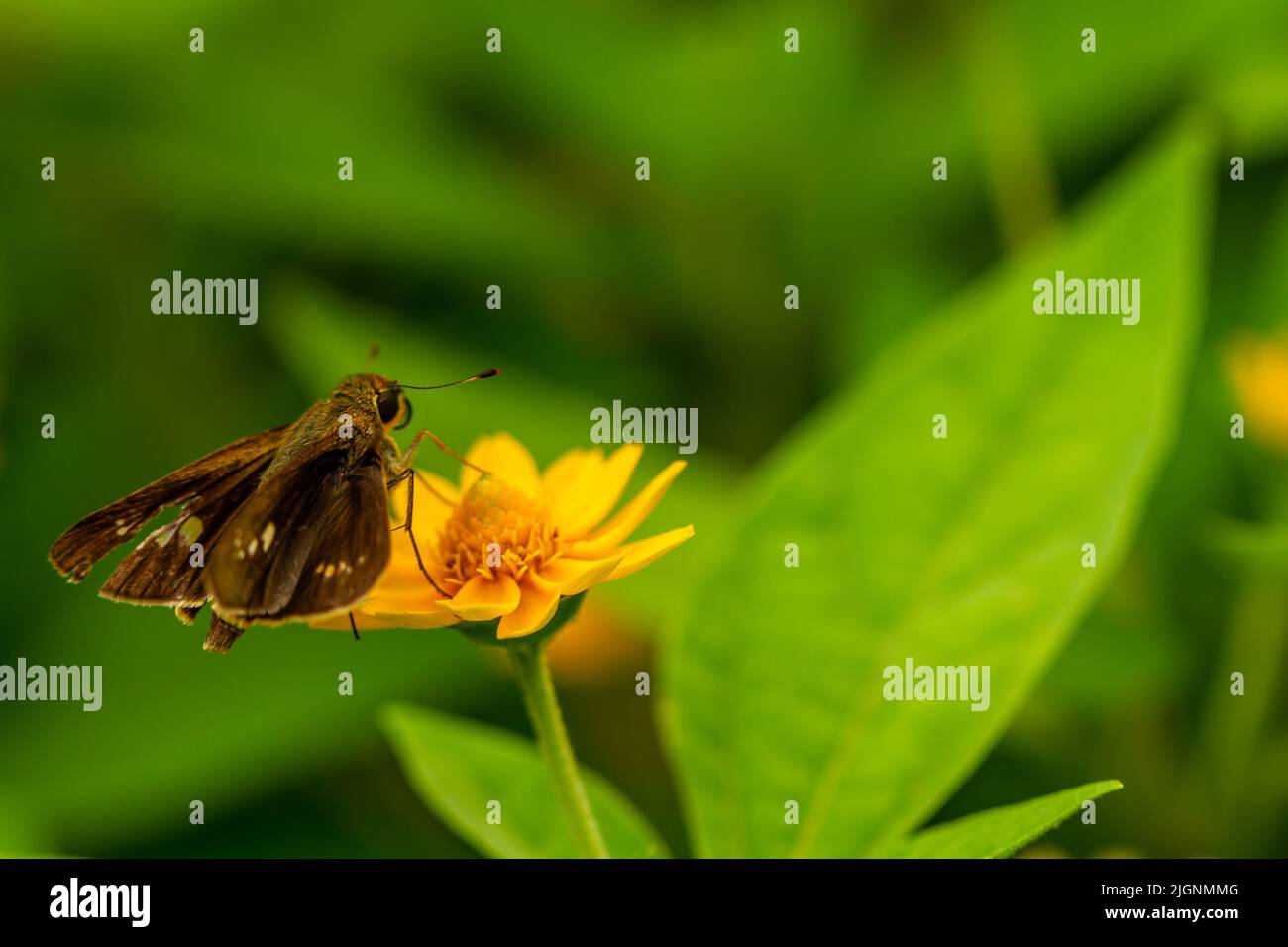 Little butterfly hi-res stock photography and images - Alamy