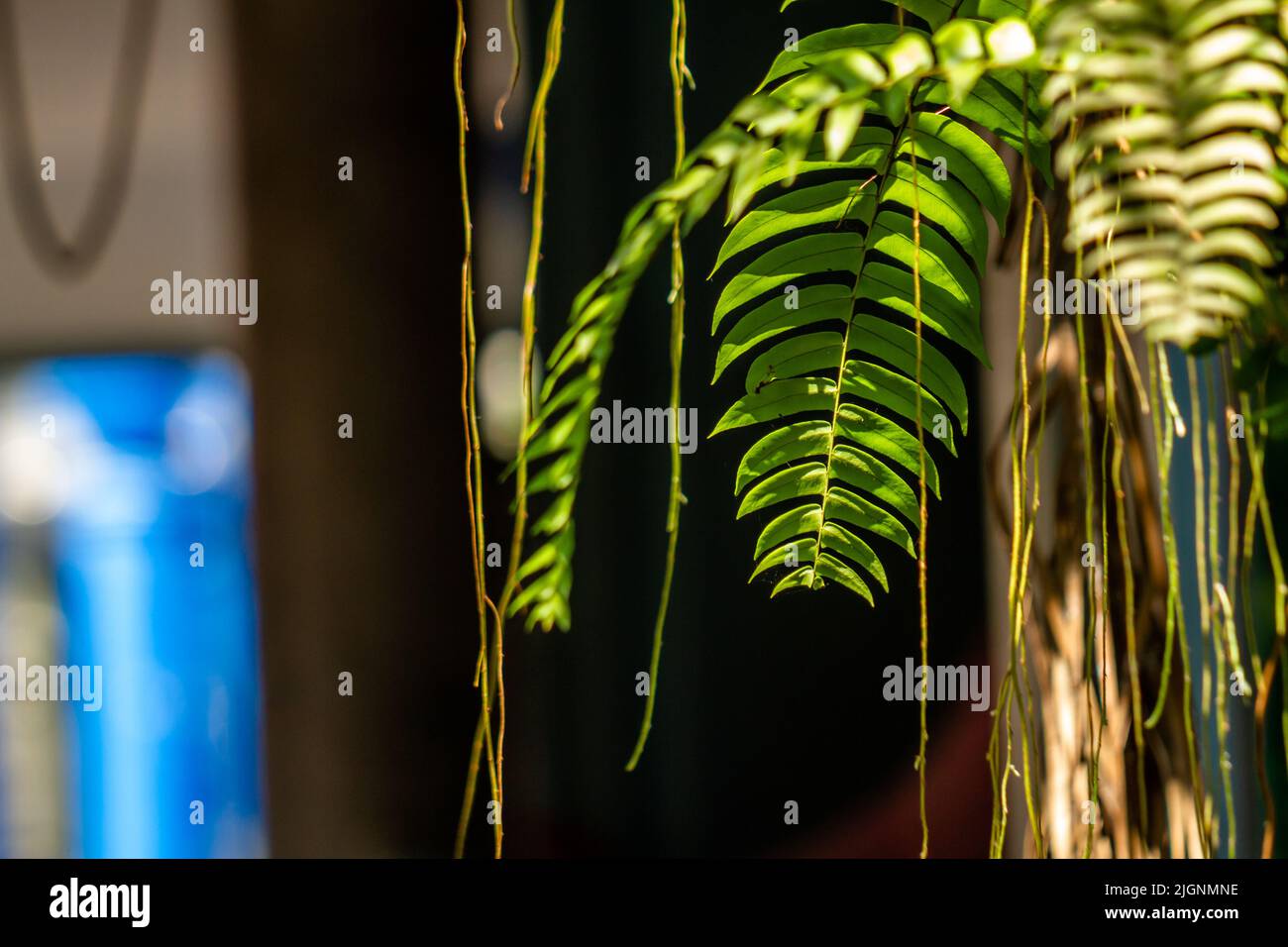 Fern plants growing wild on tree trunks, a common sight in tropical ...