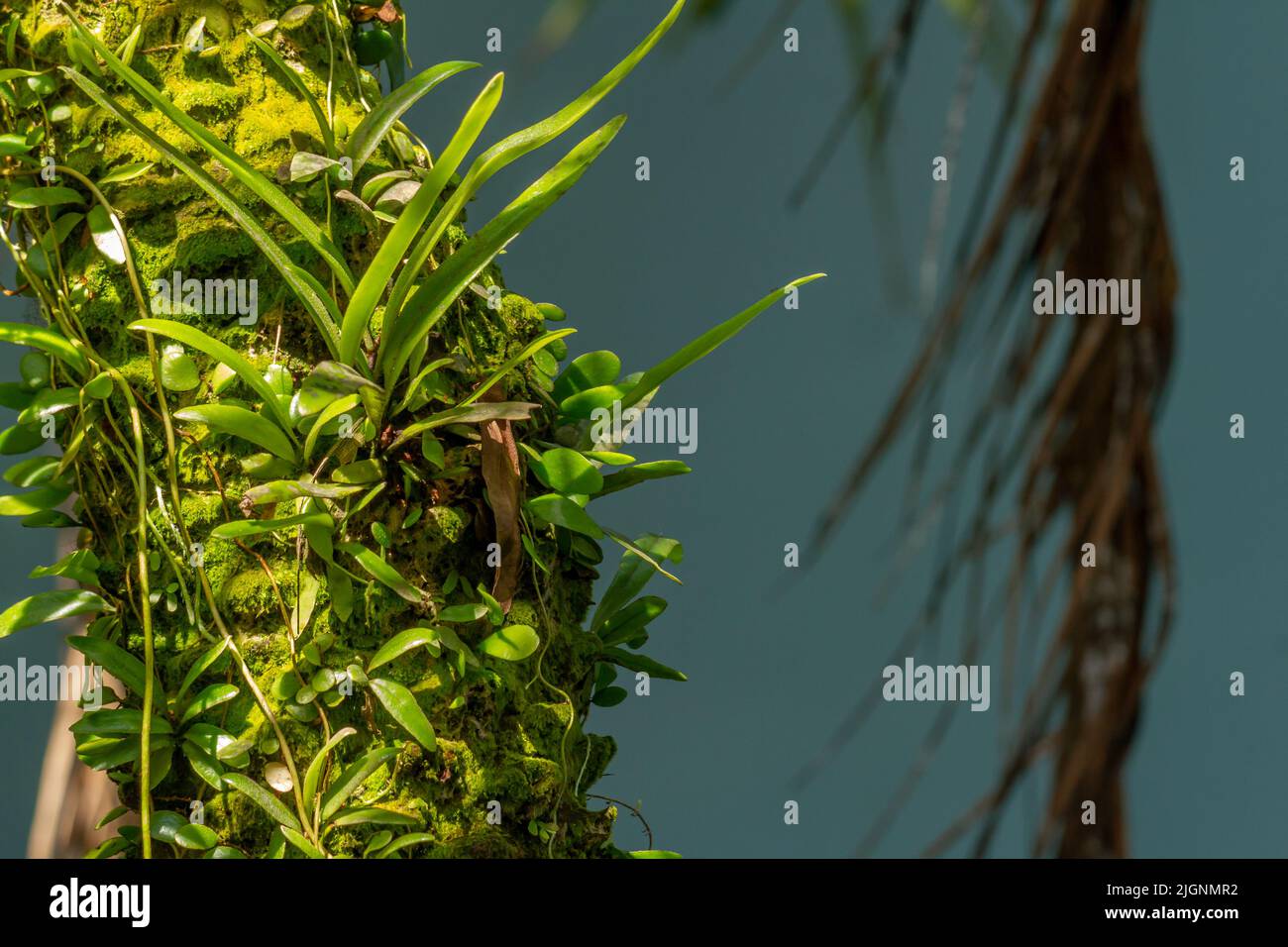 Fern plants growing wild on tree trunks, a common sight in tropical ...