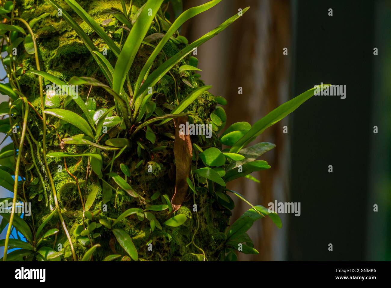 Fern plants growing wild on tree trunks, a common sight in tropical ...