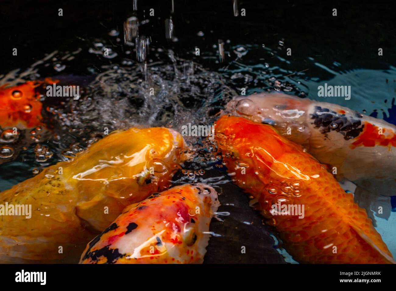 Koi fish farm hi-res stock photography and images - Alamy