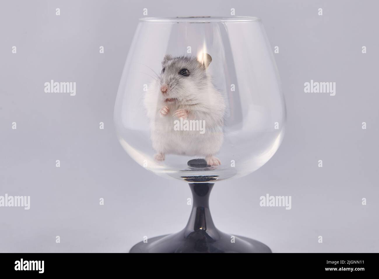 hamster sitting in an empty glass Stock Photo - Alamy
