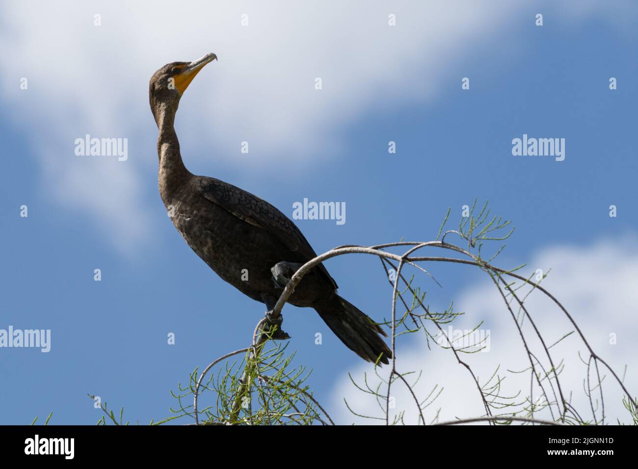 black cormorant sitting atop a tree and watching in front of blue sky ...
