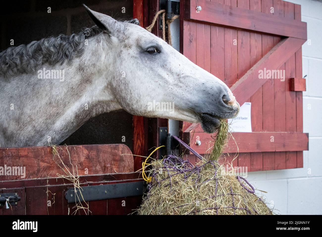 A horse eats some hay during day one of the Great Yorkshire Show in ...