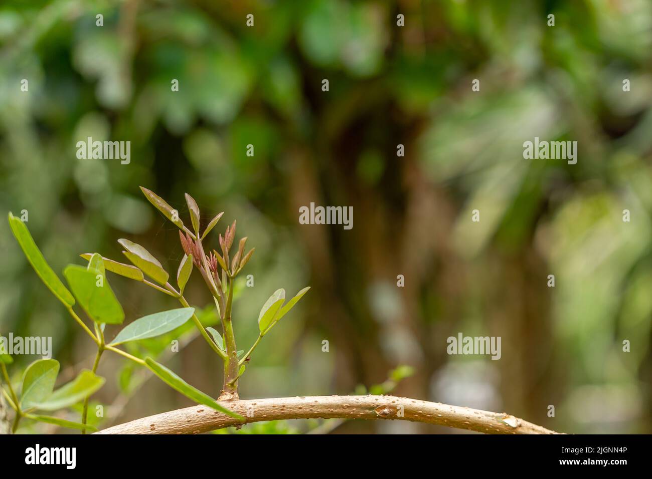 Close up of growing plant bud on a plant branch, plant life in the wild ...