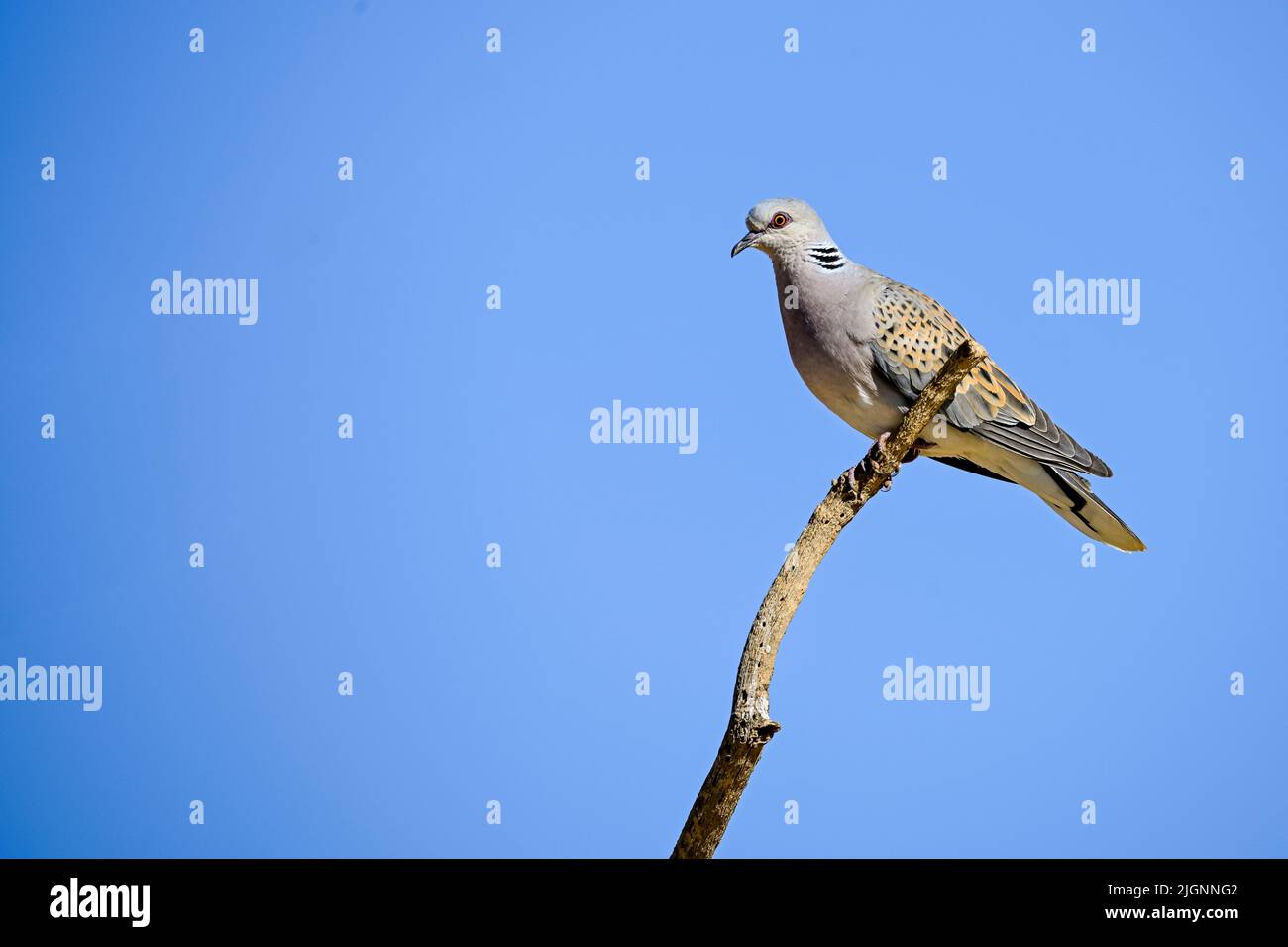 Streptopelia turtur - The European turtle dove is a species of ...