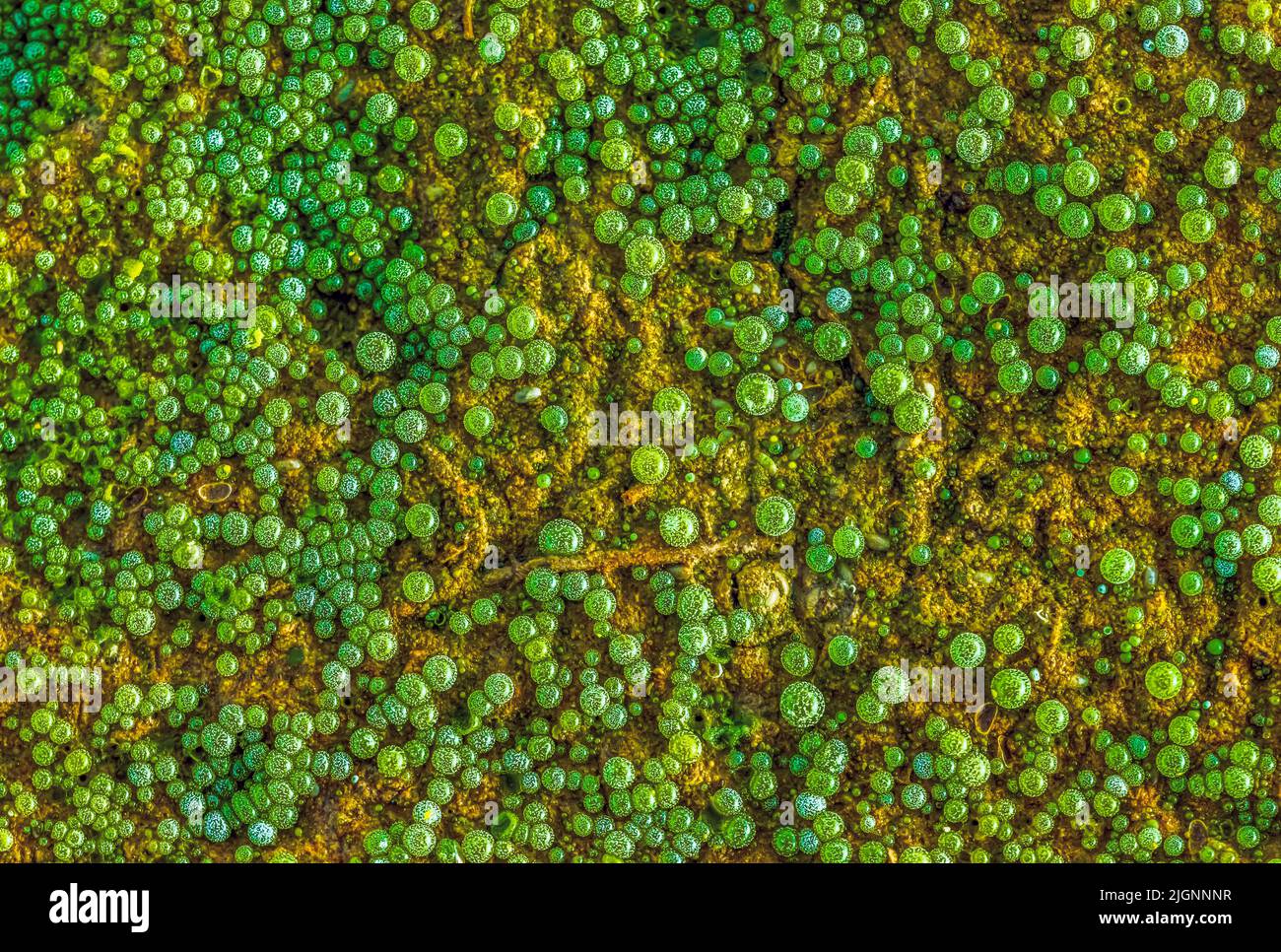Volvox colony hi-res stock photography and images - Alamy