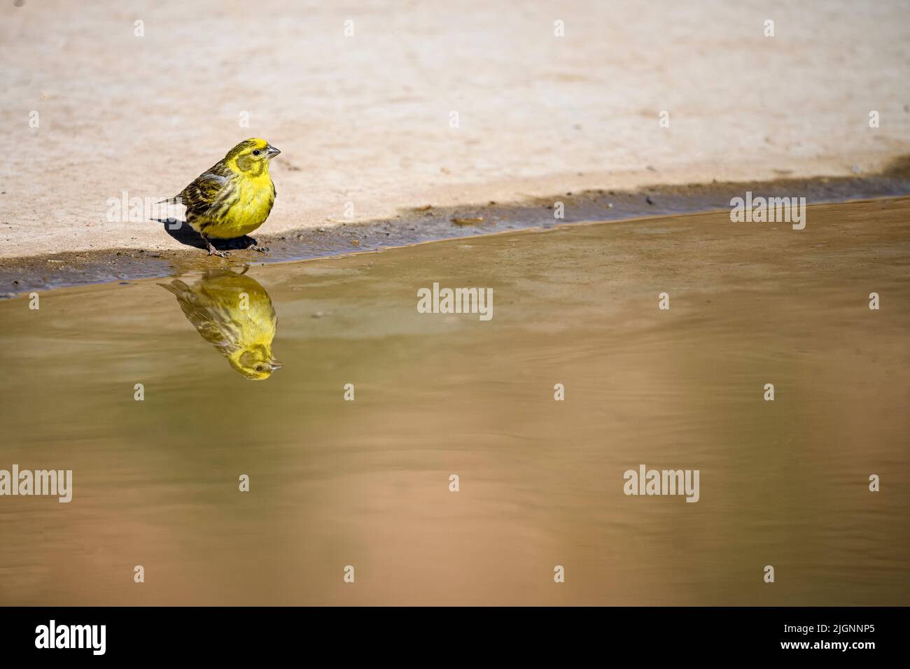Serinus serinus - The verdigris or serin is a species of passerine bird ...