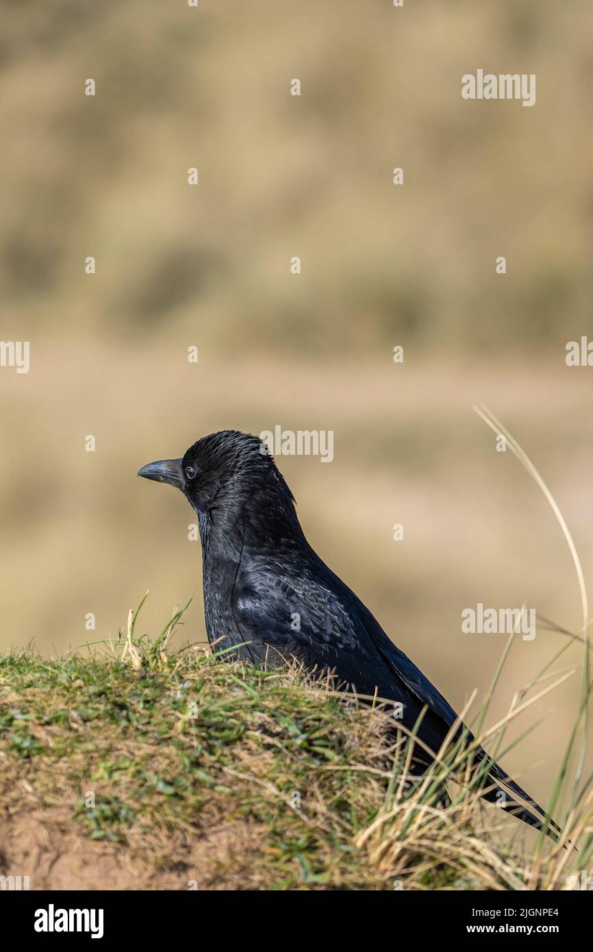 corvid sat on grass on cliffs at marske-by-the-sea, north yorkshire, uk ...