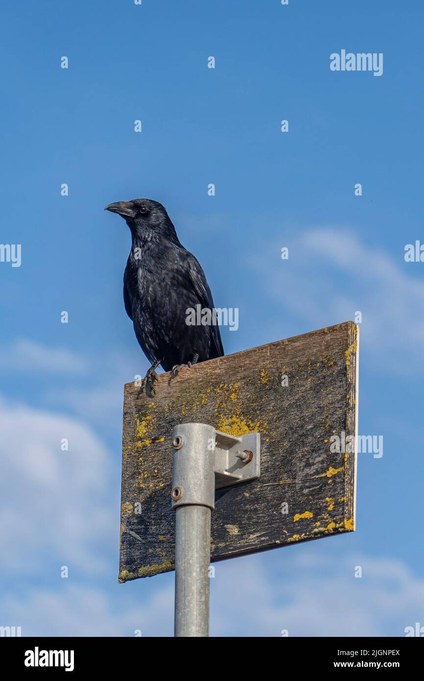 corvid sat on signpost Stock Photo - Alamy