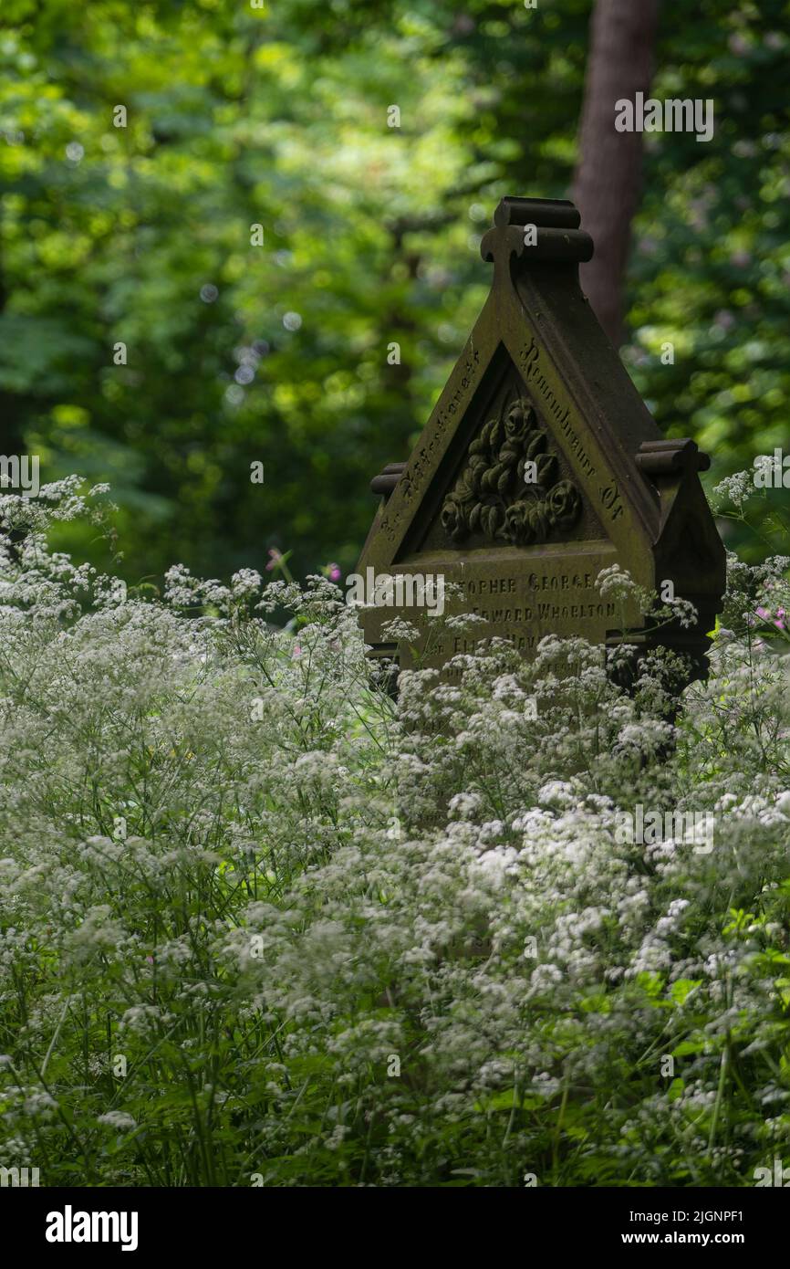 flowering cow parsley in front of gravestone in urban cemetery Stock ...