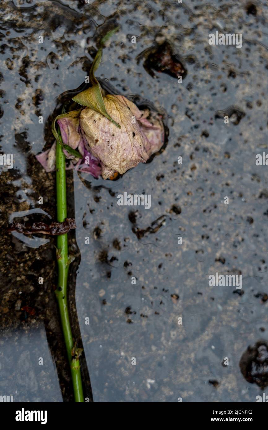 dead rose in the rain Stock Photo - Alamy
