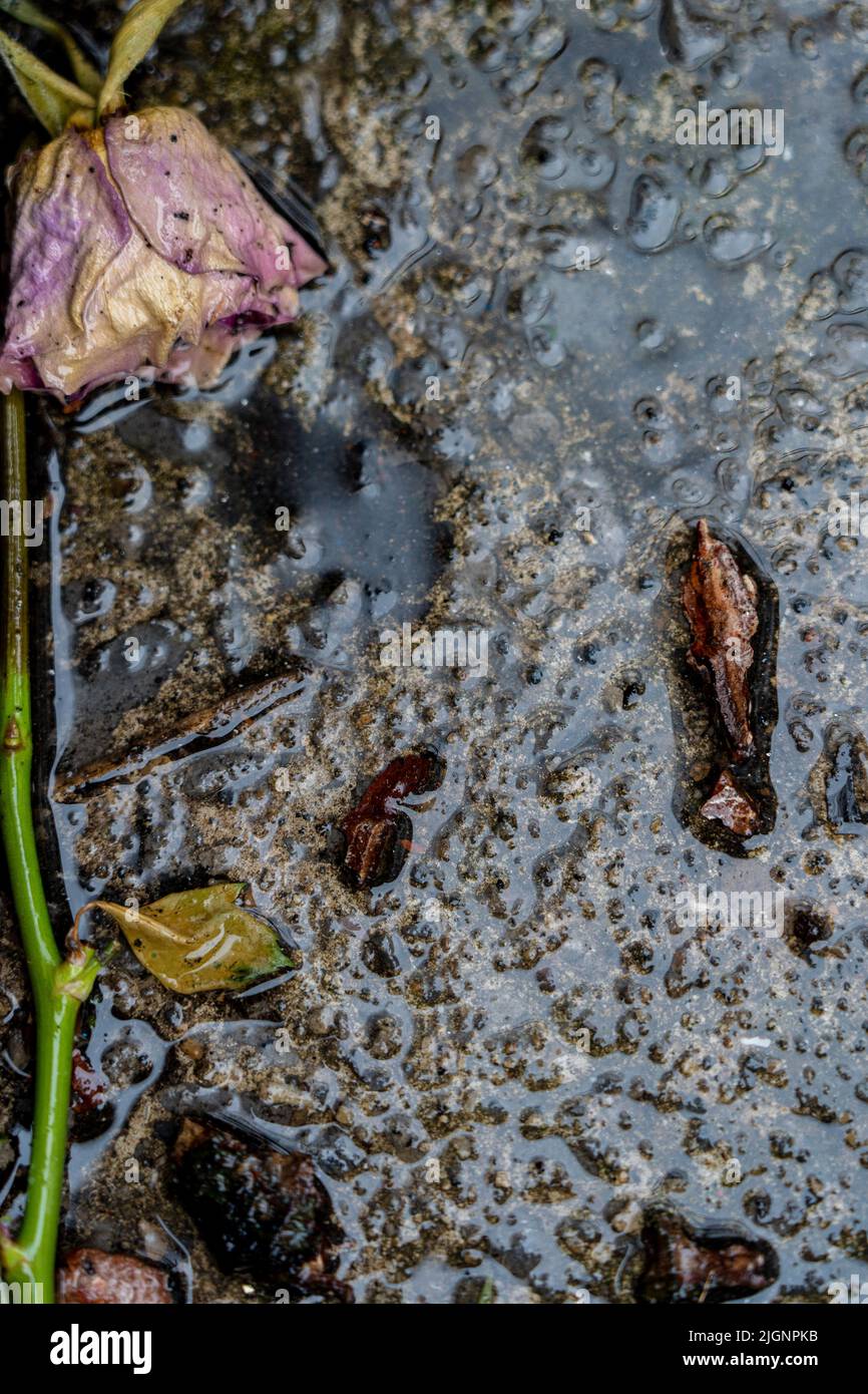 dead rose in the rain Stock Photo - Alamy