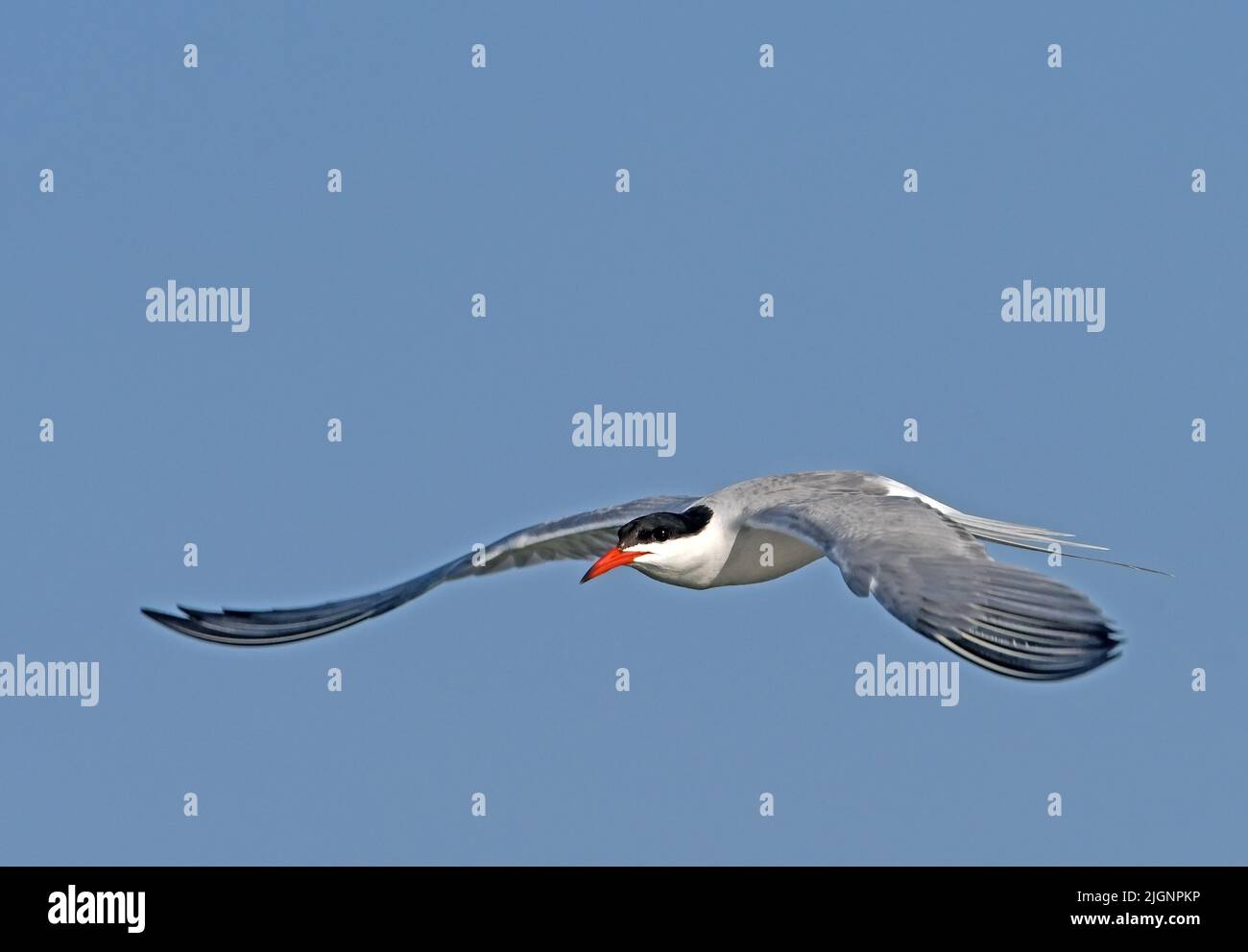 Common tern flight Stock Photo - Alamy