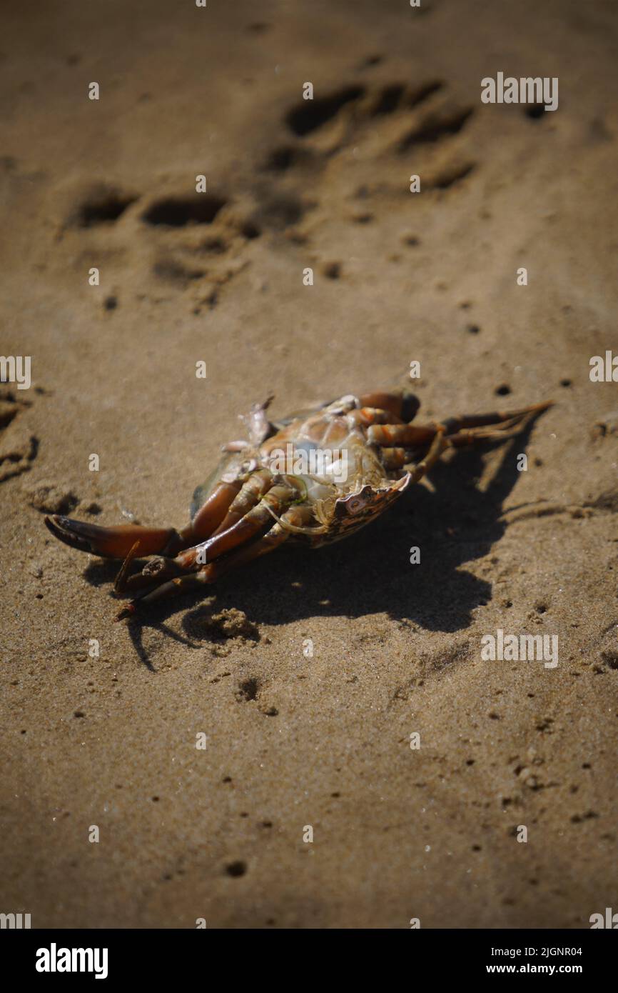 dead crab on sandy beach upside down Stock Photo - Alamy