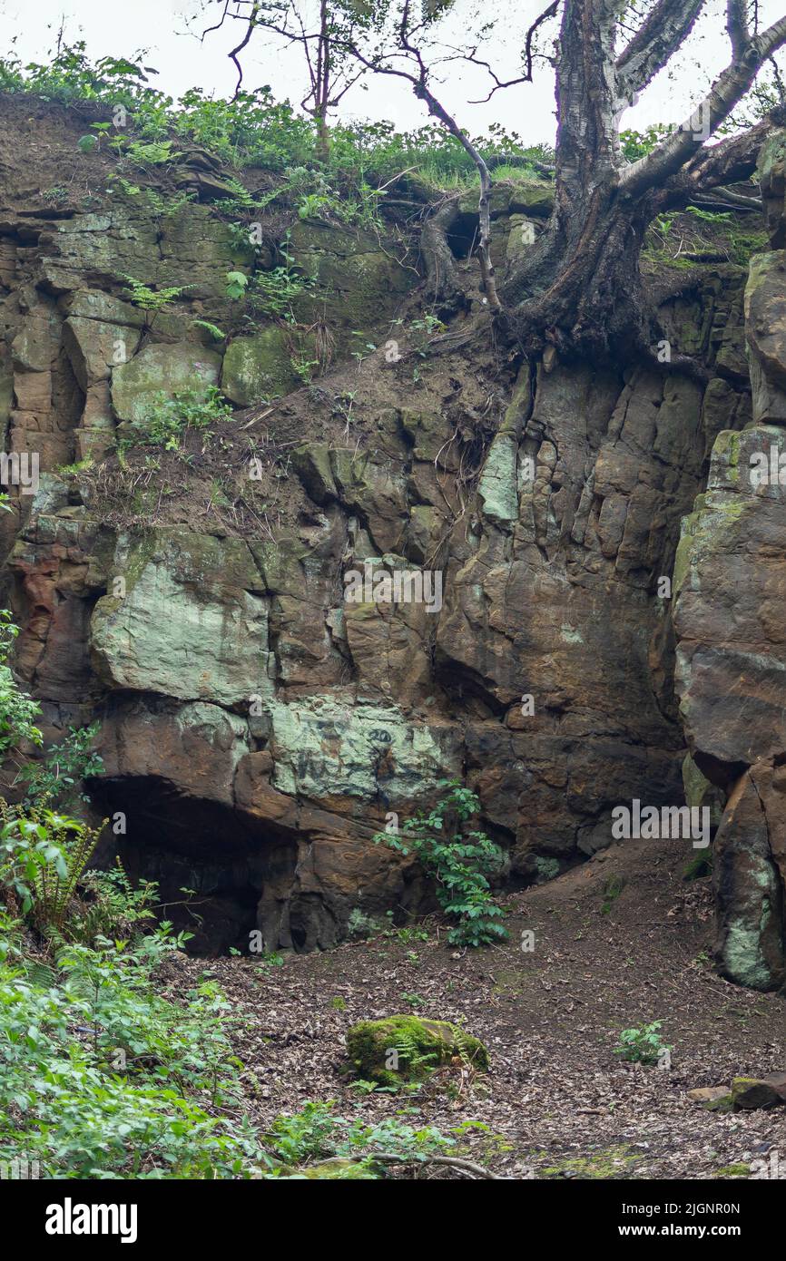 cave in quarry with tree growing out of rock face Stock Photo - Alamy