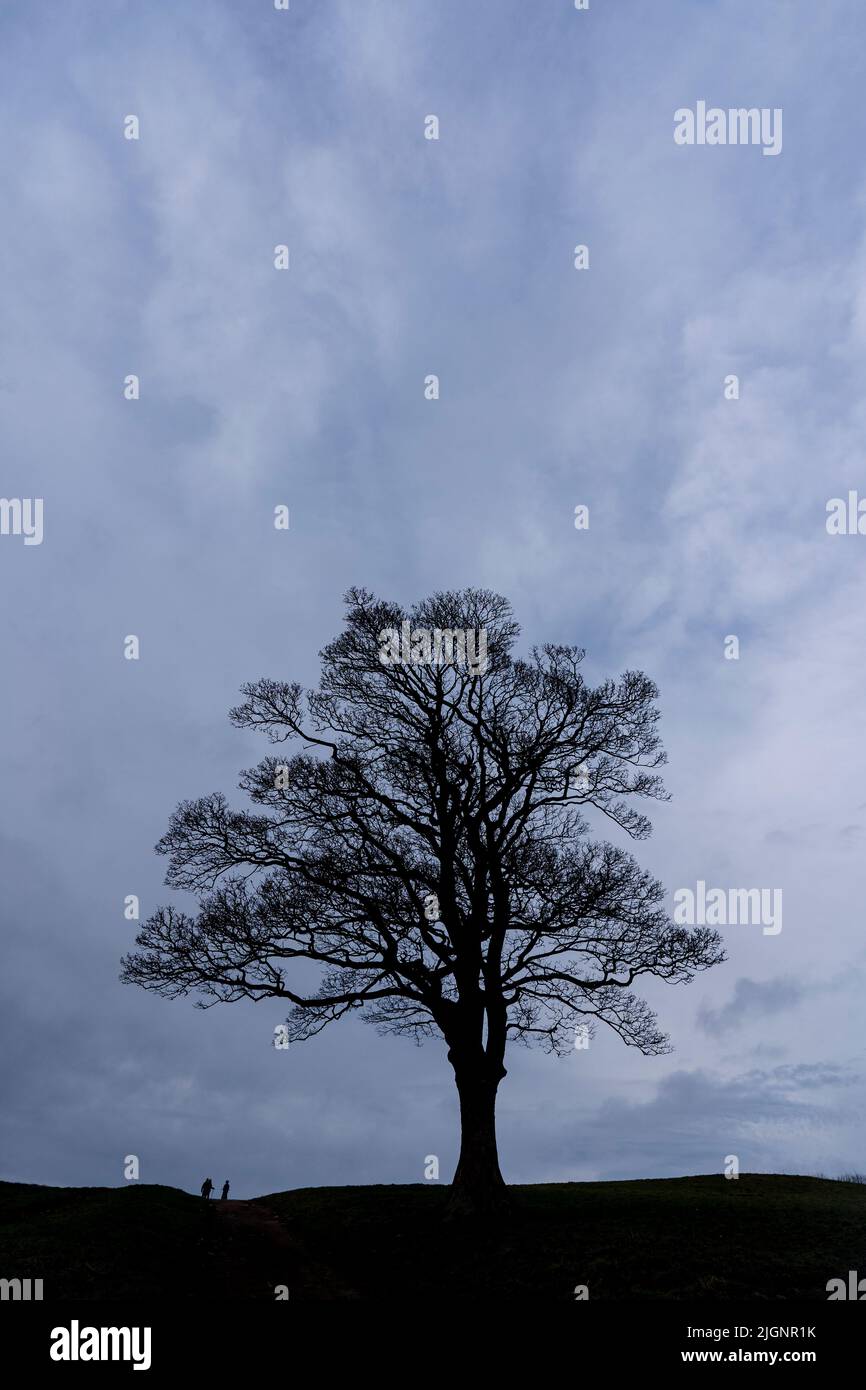 single tree in landscape Stock Photo - Alamy