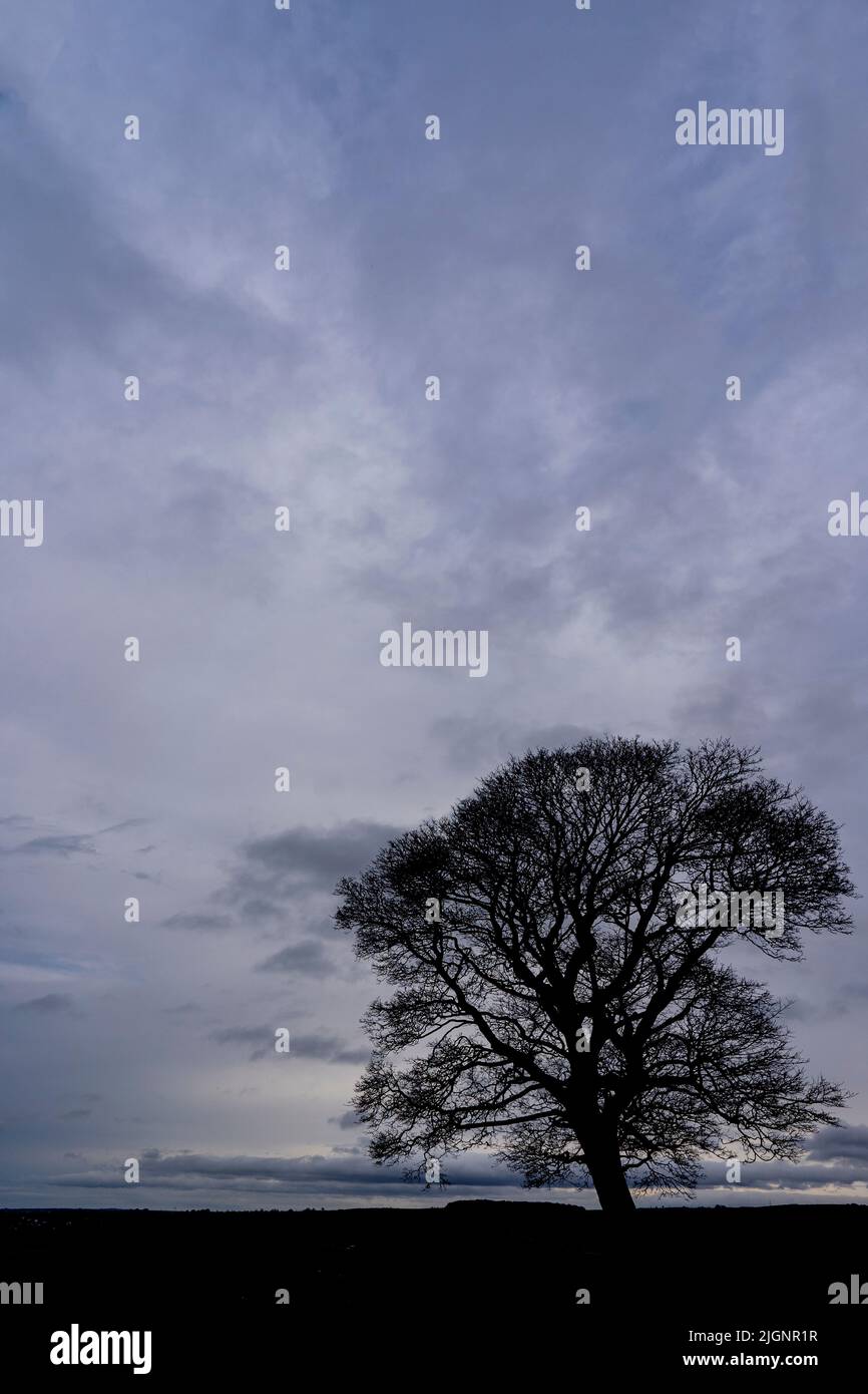 Nature wood landscape landscape trees in summer plants hi-res stock ...