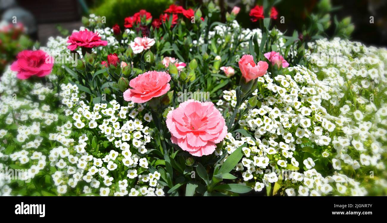 Modern floral bouquet of different flowers, colorful bouquet of flowers ...