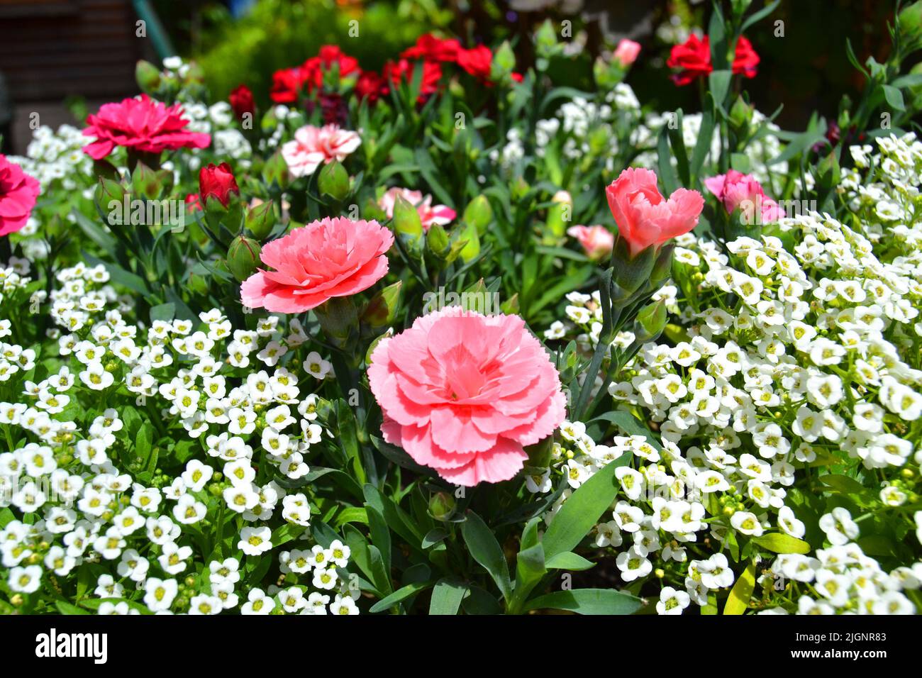 Modern floral bouquet of different flowers, colorful bouquet of flowers ...