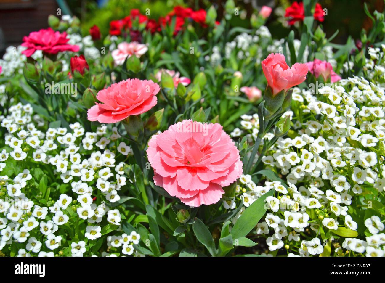 Modern floral bouquet hi-res stock photography and images - Alamy