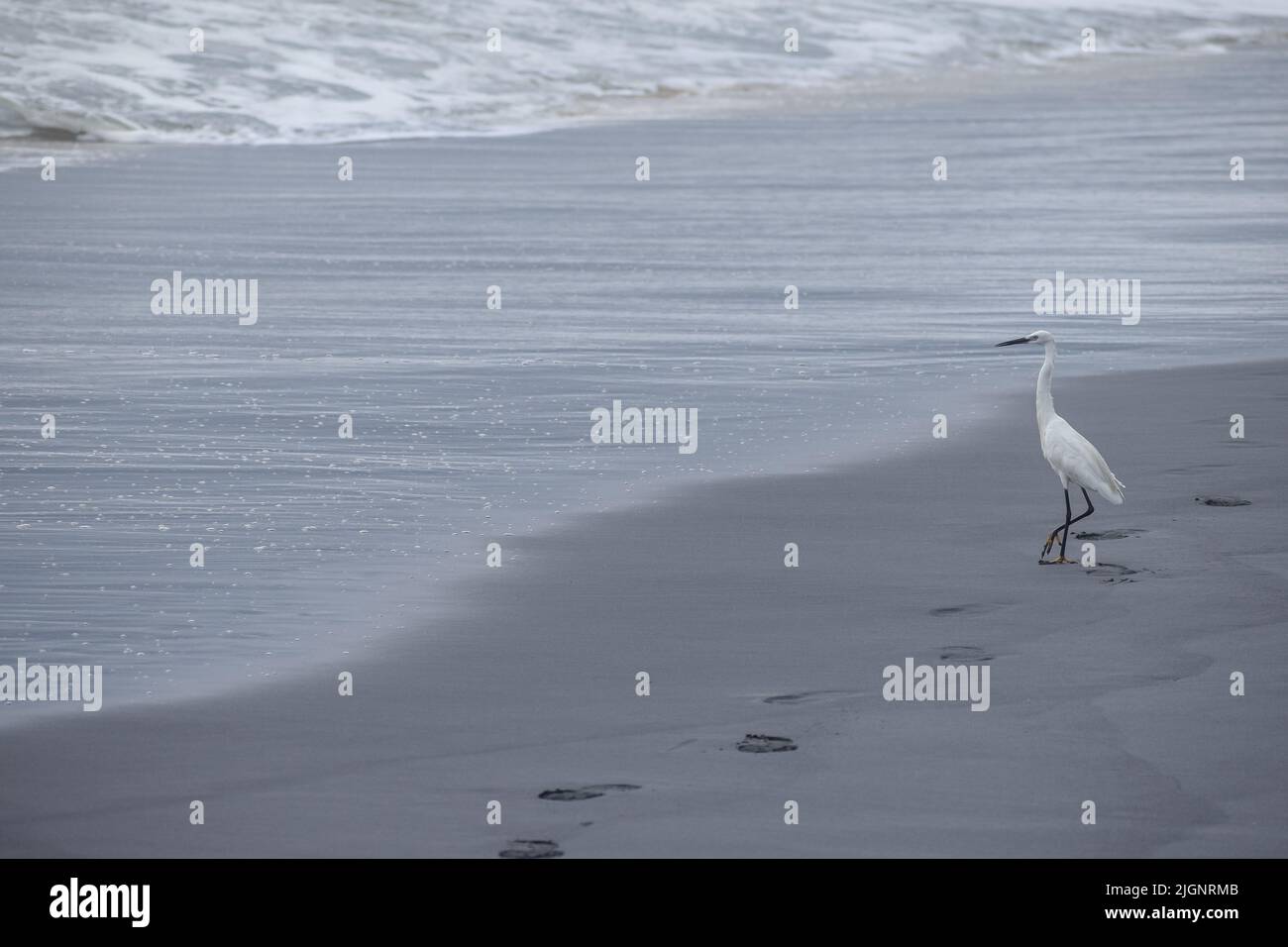 Crane standing at the beach waiting for the wave to hunt the fishes ...