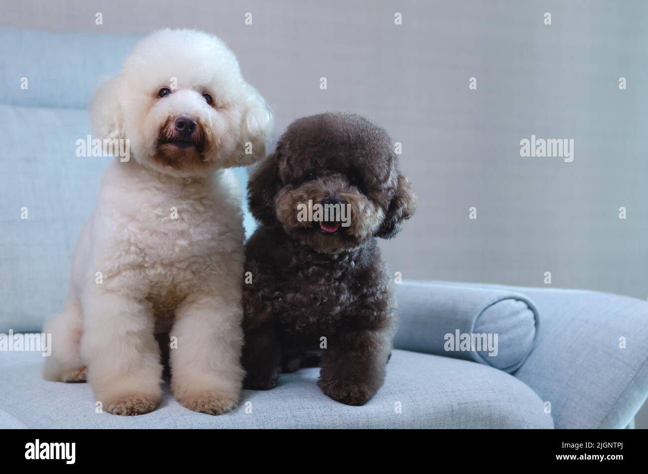 Adorable smiling white and black Poodle dogs sitting and relaxing ...