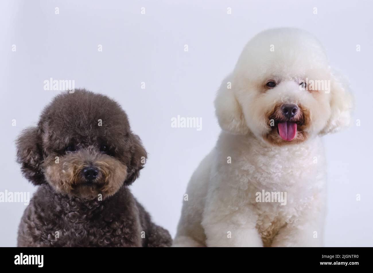 Two adorable Poodle dogs sitting together on white color background ...