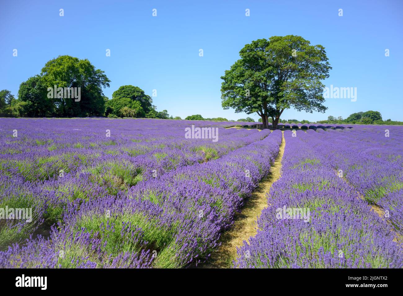 Lavender field surrey uk hi-res stock photography and images - Alamy