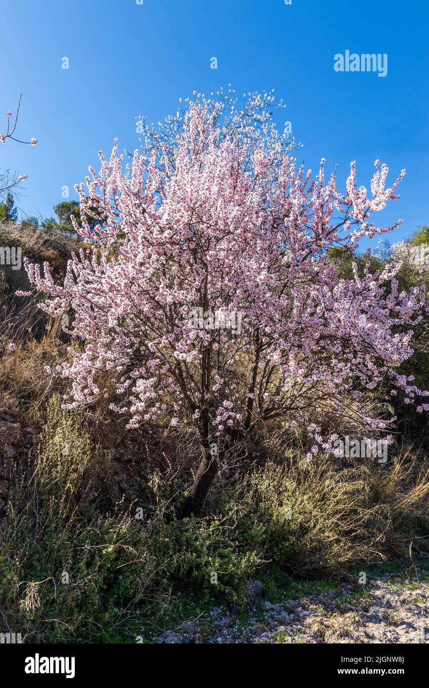 P dulcis hi-res stock photography and images - Alamy