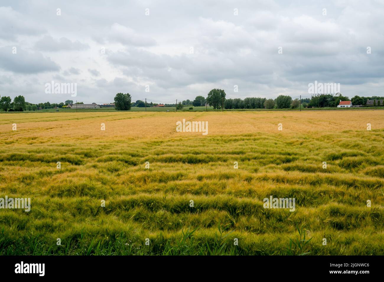 Field with Common Barley (Hordeum vulgare) in West Flanders, Belgium ...