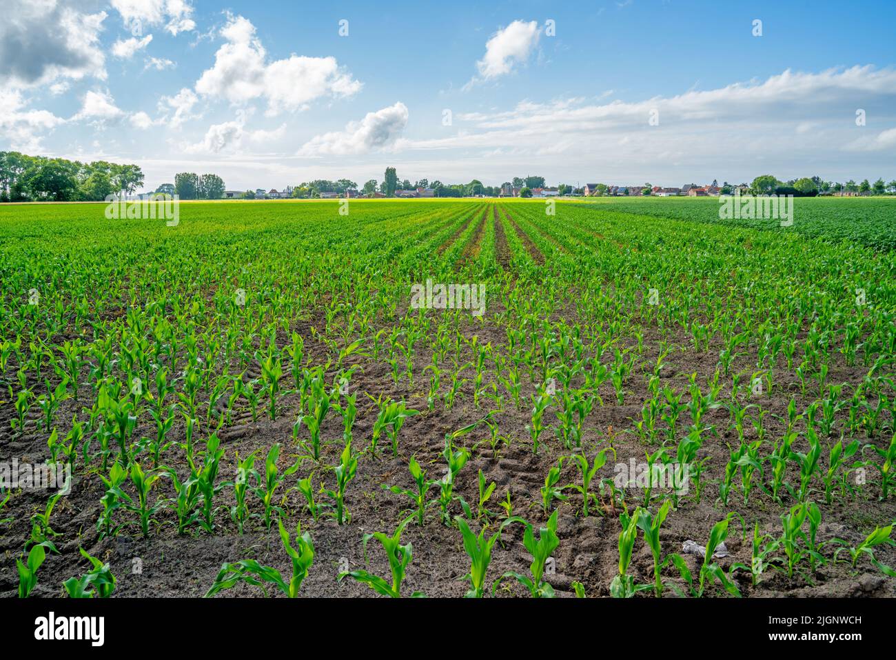 Field with young Corn plants (Zea mays) in West Flanders, Belgium Stock ...
