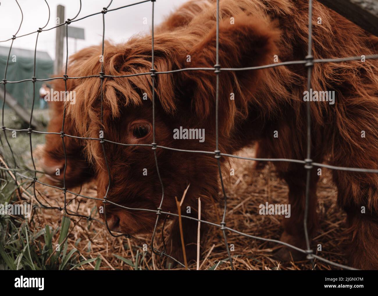 Bull cow from behind hi-res stock photography and images - Alamy