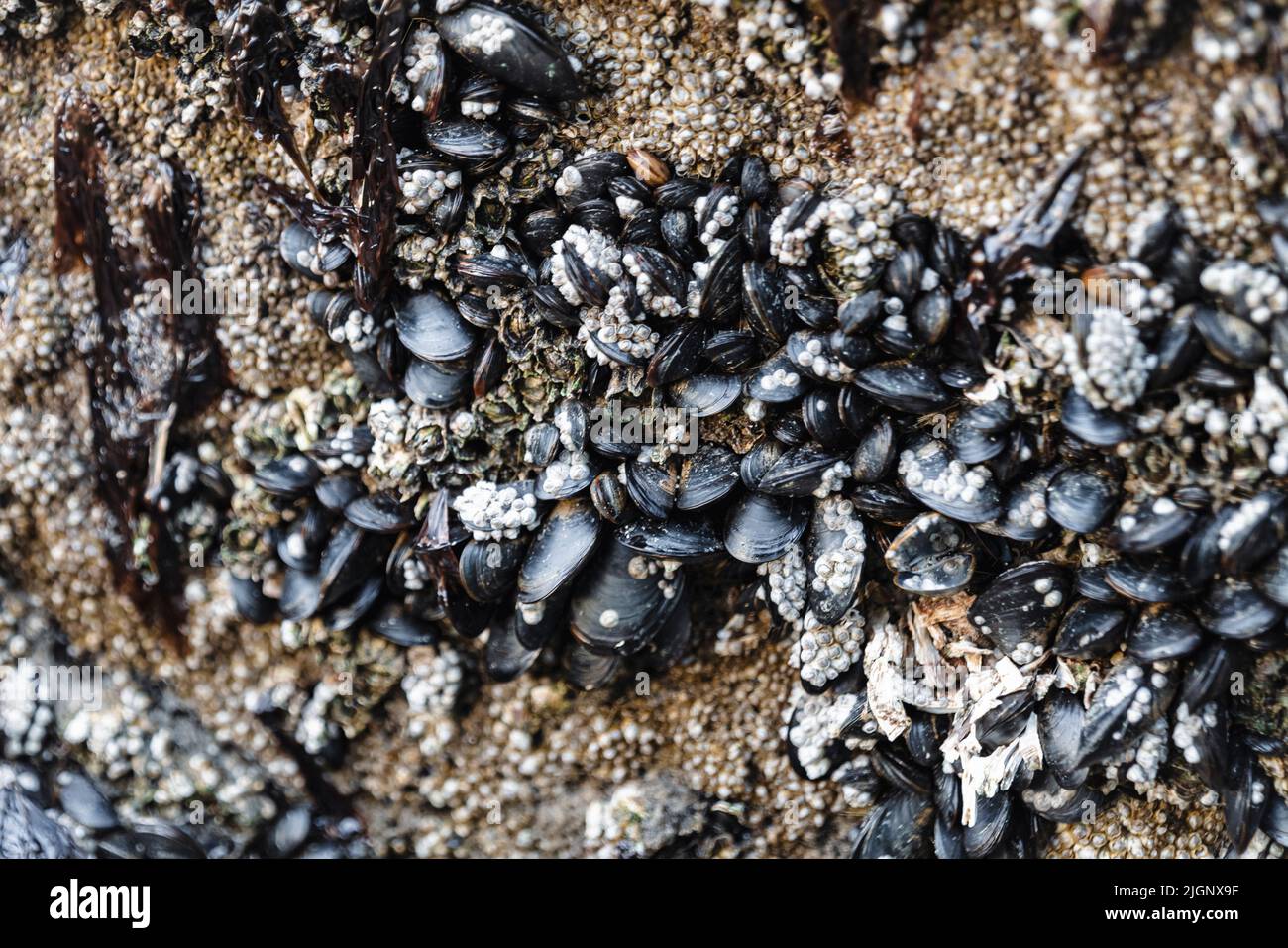 A colony of small live mussels on a rock in the ocean, grow in the wild ...