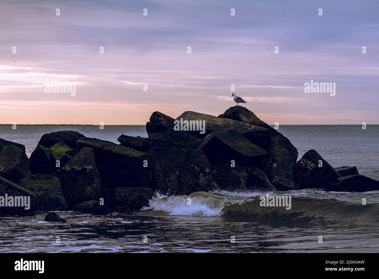 A lone seagull sitting on a rock in dawn over the ocean background ...