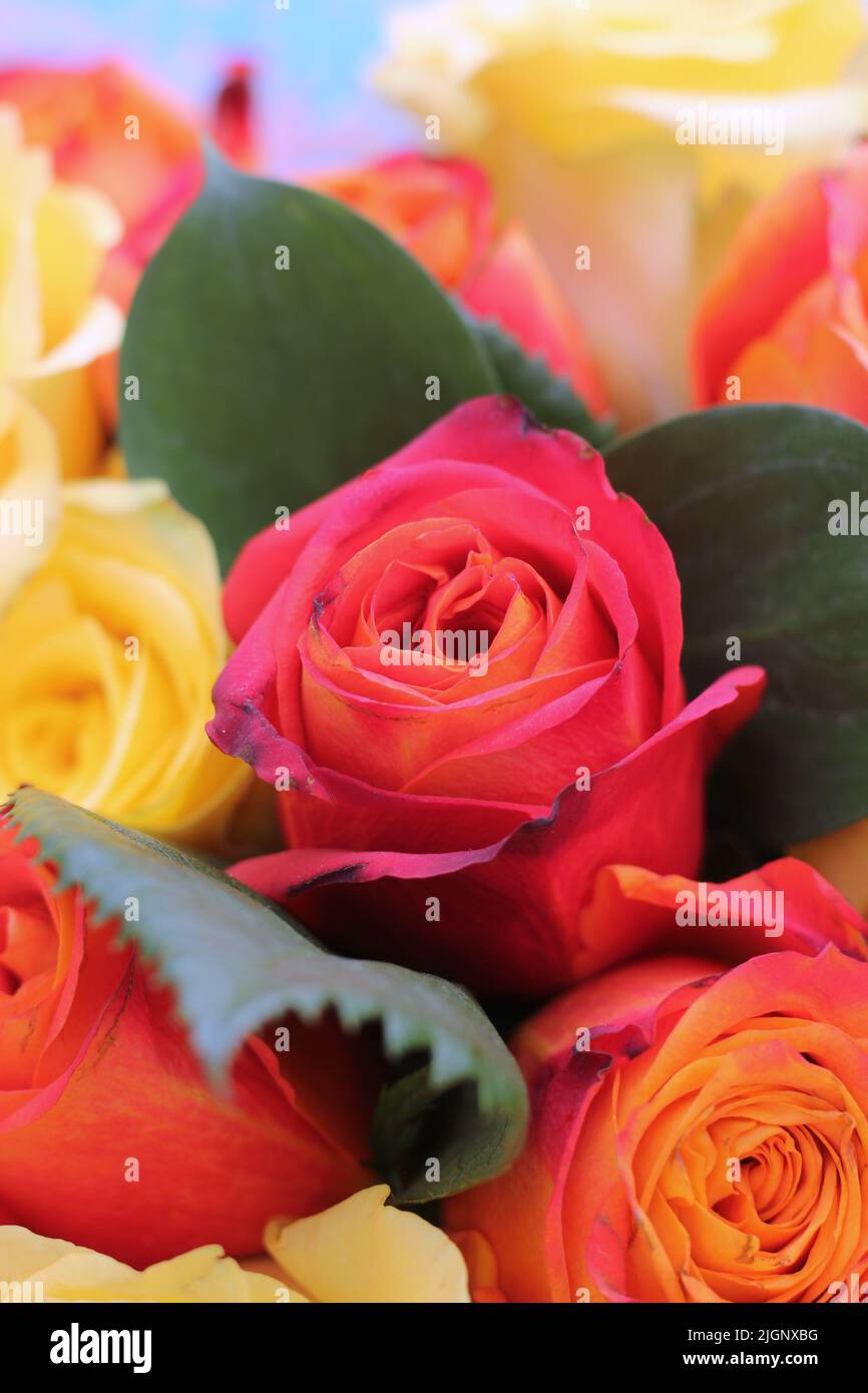 Beautiful fresh roses in full bloom as a gift for a special someone ...