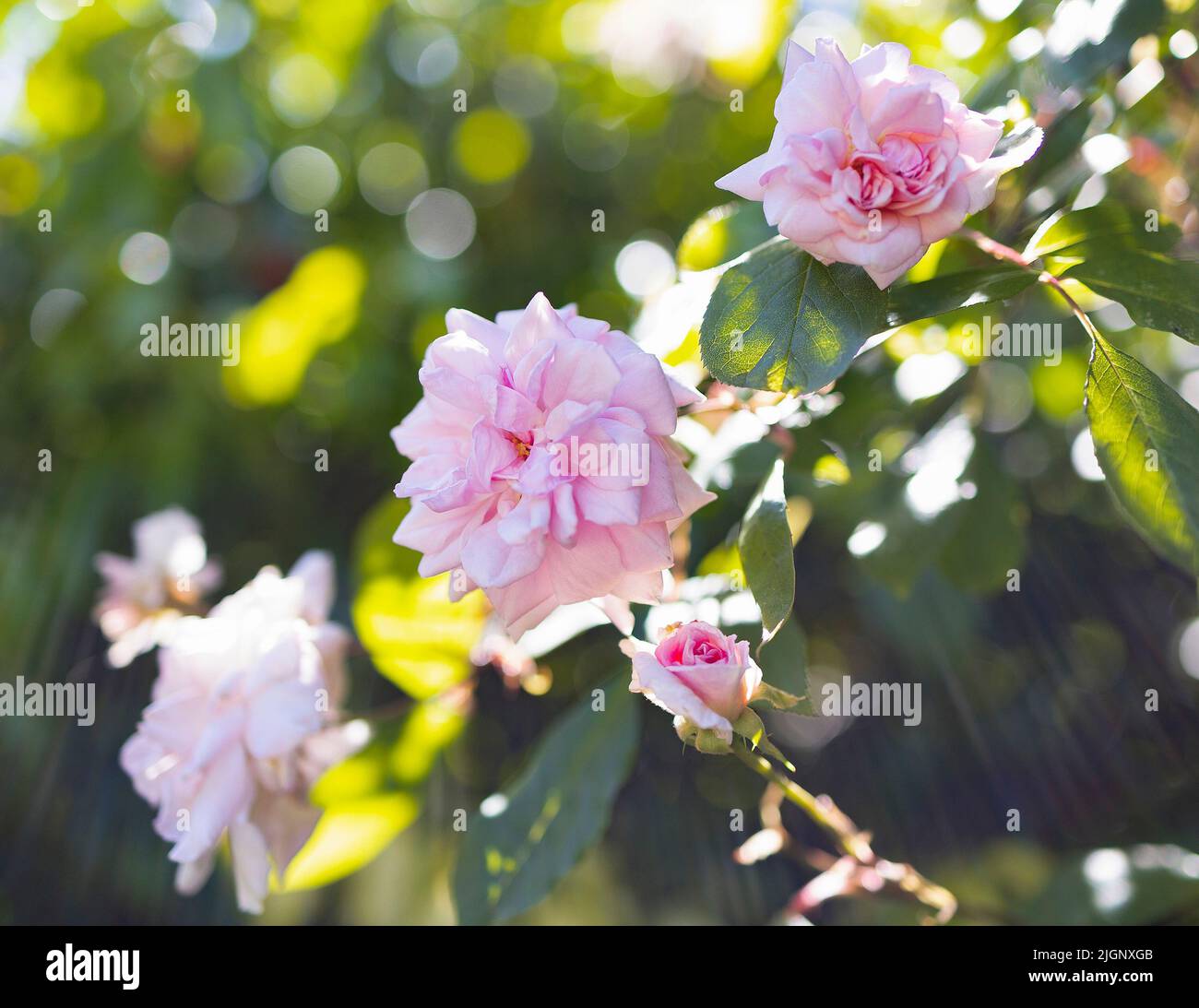 Pink roses agains green leaves in sunshine Stock Photo - Alamy
