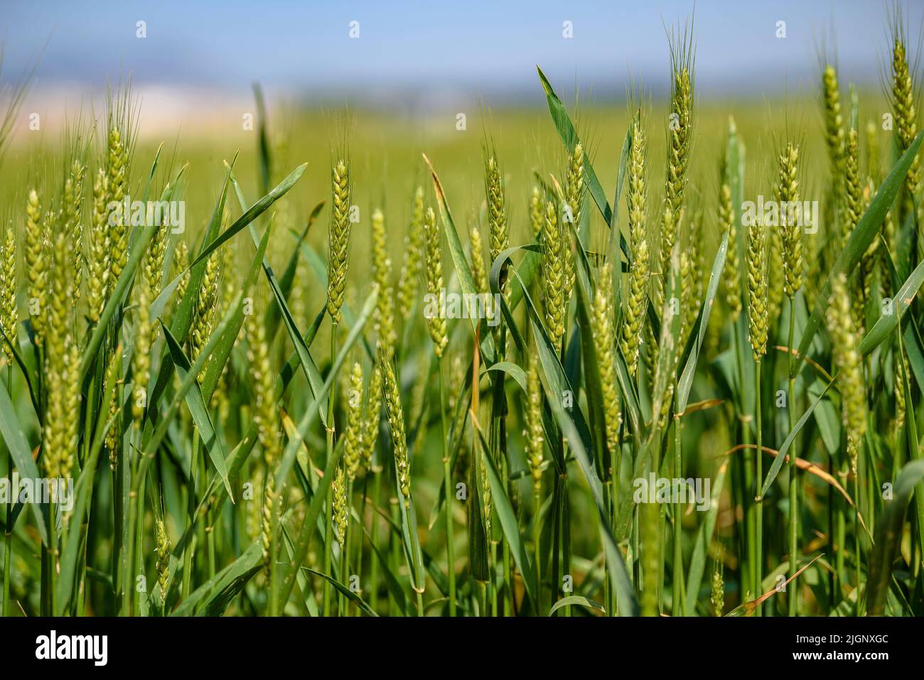 Campos de trigo hi-res stock photography and images - Alamy