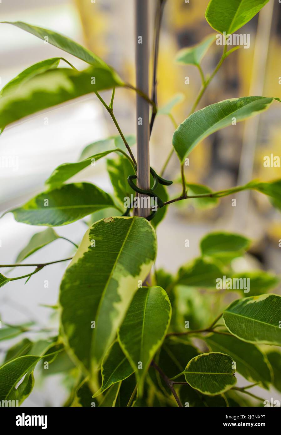 Leafy green branch hi-res stock photography and images - Alamy