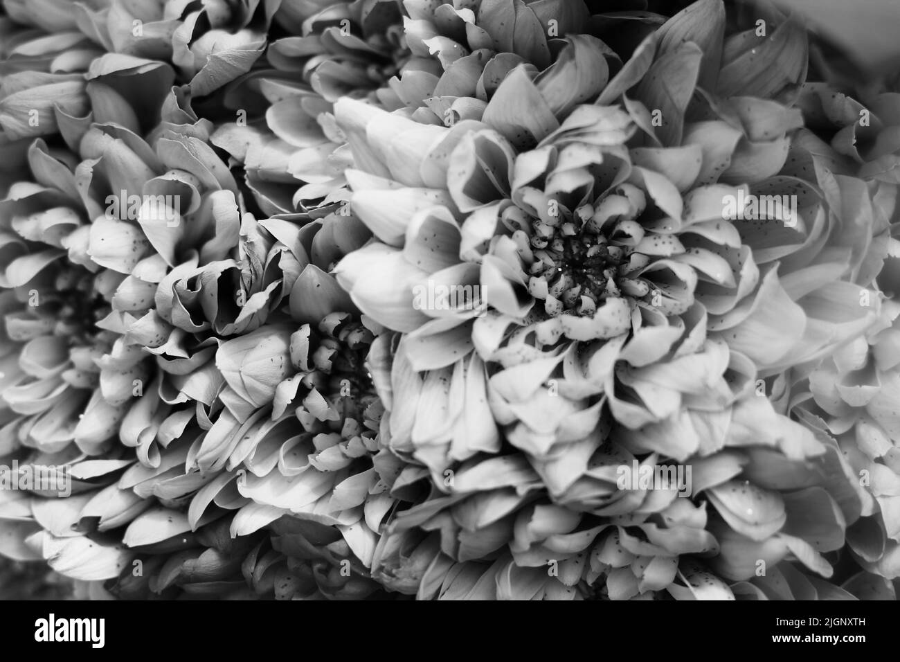 Beautiful bouquet of fresh spring flowers in full bloom in black and ...