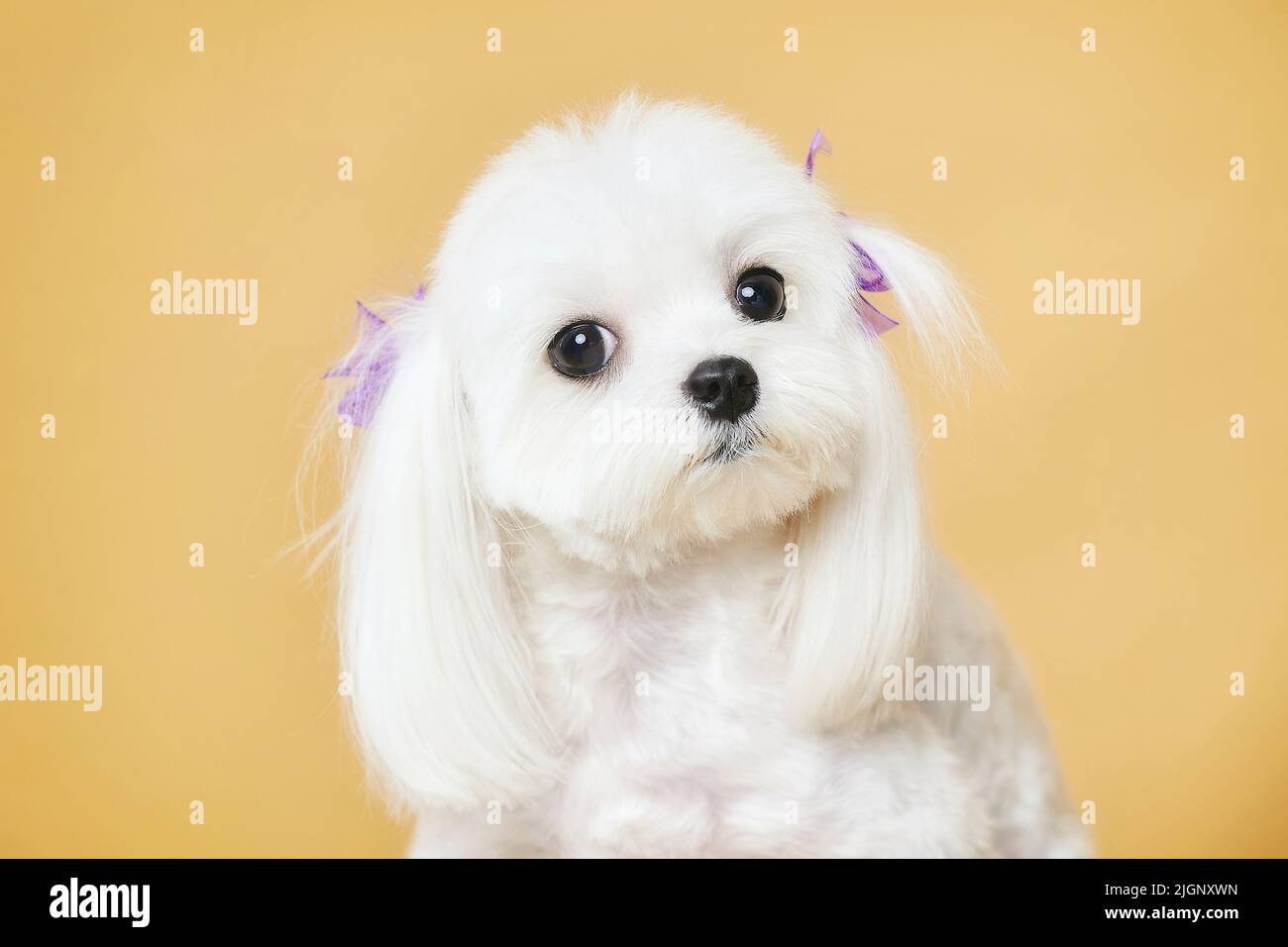 close-up portrait of a cute little Maltese lap dog looking straight at ...