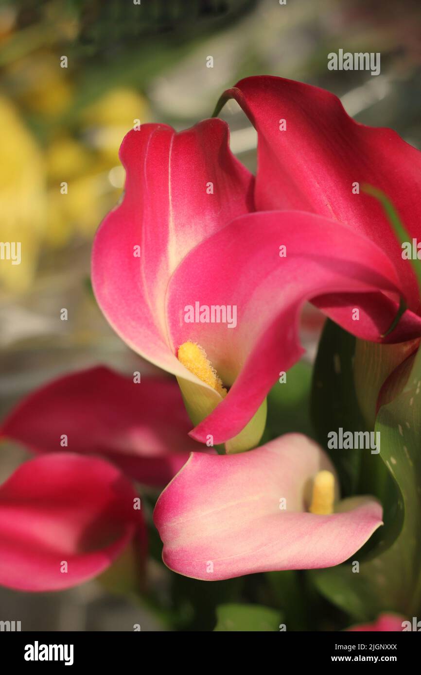 Beautiful bouquet of fresh spring flowers in full bloom Stock Photo - Alamy